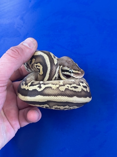 Male Pastel Leopard Lesser Ball Python by Dinky Reptiles and Aquatics