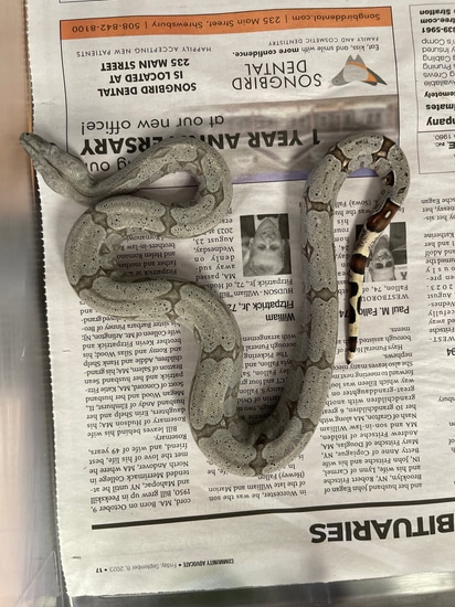 Male Bolivian Silver Back Boa Boa Constrictor by Dinky Reptiles and ...