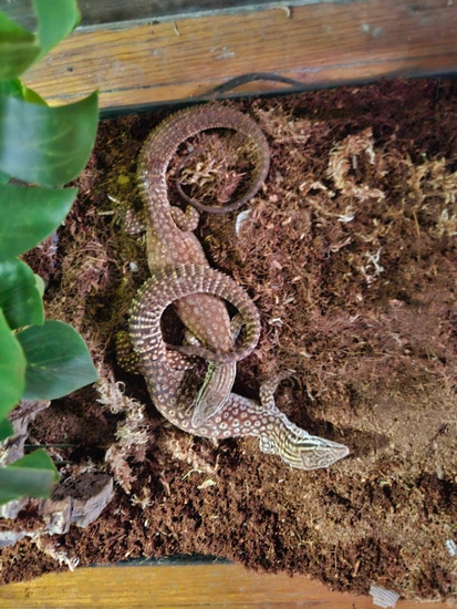Adult Female Red Ackie Monitor by Dinky Reptiles and Aquatics