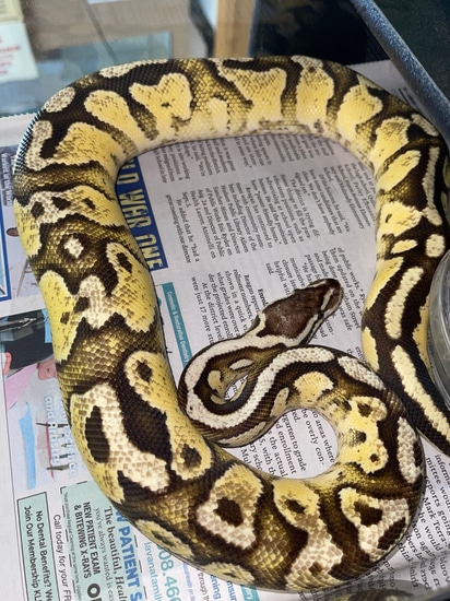 Firefly Ball Python by Dinky Reptiles and Aquatics