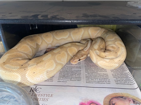 Proven Female Banana Cinnamon Ball Python by Dinky Reptiles and Aquatics