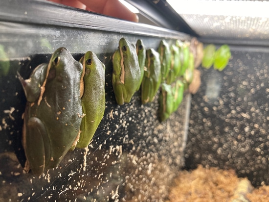 Green Tree Frogs Other Tree Frog by Dinky Reptiles and Aquatics