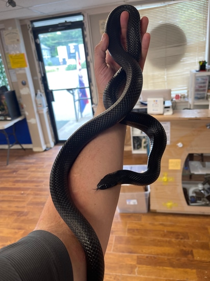 Adult Female Black Kingsnake Mexican Black Kingsnake by Dinky Reptiles ...