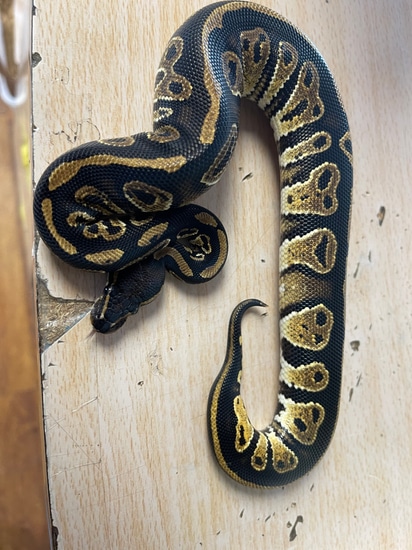 Male Super Black Head Ball Python by Dinky Reptiles and Aquatics