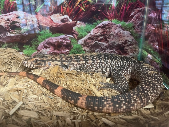 Red Tegu Argentine Tegus by Dinky Reptiles and Aquatics