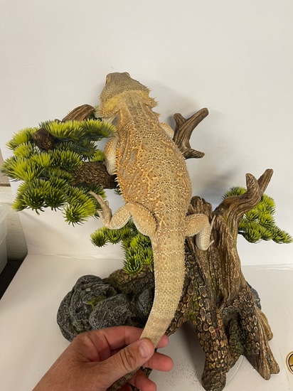 Citrus Blue Bar Bearded Dragon Central Bearded Dragon by Dinky Reptiles ...