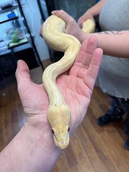 Banana Lemon Blast Ball Python by Dinky Reptiles and Aquatics