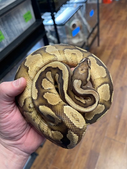 Male Lucifer Yellow Belly Ball Python by Dinky Reptiles and Aquatics