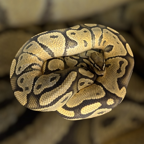 Orange Ghost Ball Python by Dinky Reptiles and Aquatics