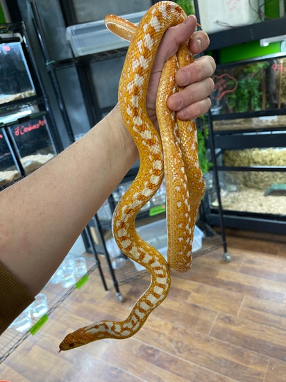 Albino Gopher Snake (Applegate) by Dinky Reptiles and Aquatics