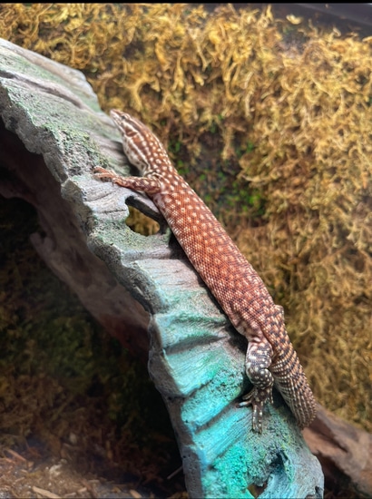 Red Earth Ackie Monitor by Dinky Reptiles and Aquatics