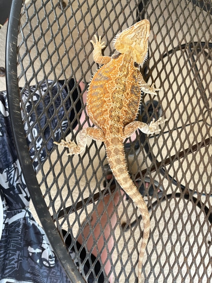Female Citrus Blue Bar Bearded Dragon Central Bearded Dragon by Dinky ...