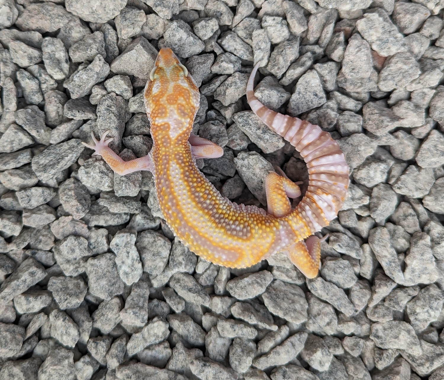 Bold Stripe Ghost Tremper Albino PHet Eclipse Leopard Gecko by Dinomite ...