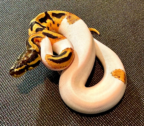 Male Pied Orange Dream 66%Het Clown Ball Python by The Tattooed Reptile I