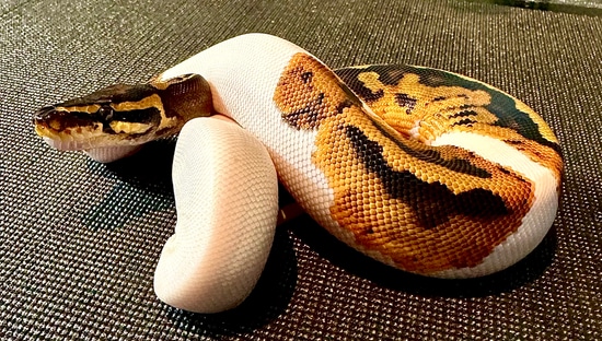 Male Pied Orange Dream 66%Het Clown Ball Python by The Tattooed Reptile I