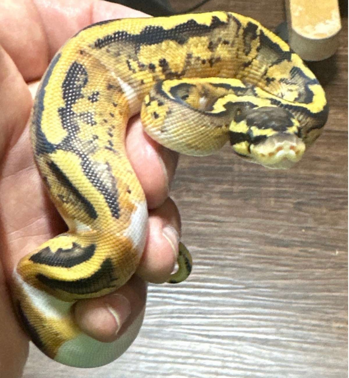 Pied Pastel Ball Python by The Tattooed Reptile I - MorphMarket