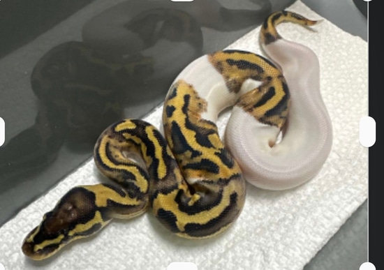 Pied Pastel With A Few Emoji’s Ball Python by The Tattooed Reptile I