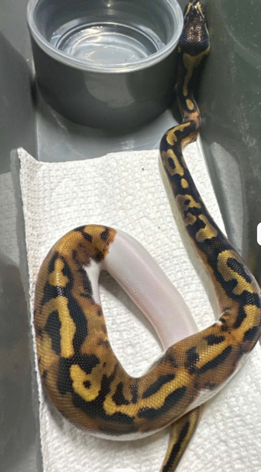 Pied However, Has A Very Bright Orange To Him Ball Python by The ...
