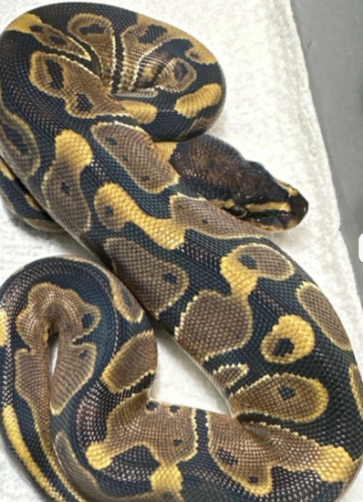 Normal Het Pied Ball Python by The Tattooed Reptile I