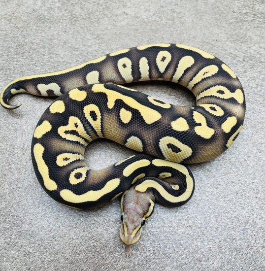 Pastel Mojave Desert Ghost Ball Python by Dirk