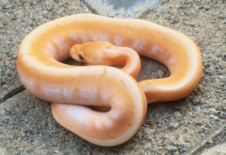 Banana Cinnamon Pinstripe Spider Ball Python by Sovereign Pythons ...