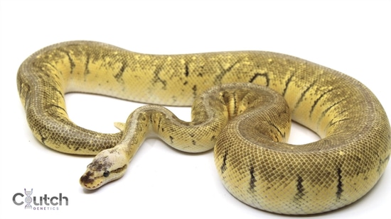 Superblast Het Desert Ghost Ball Python by Clutch Genetics