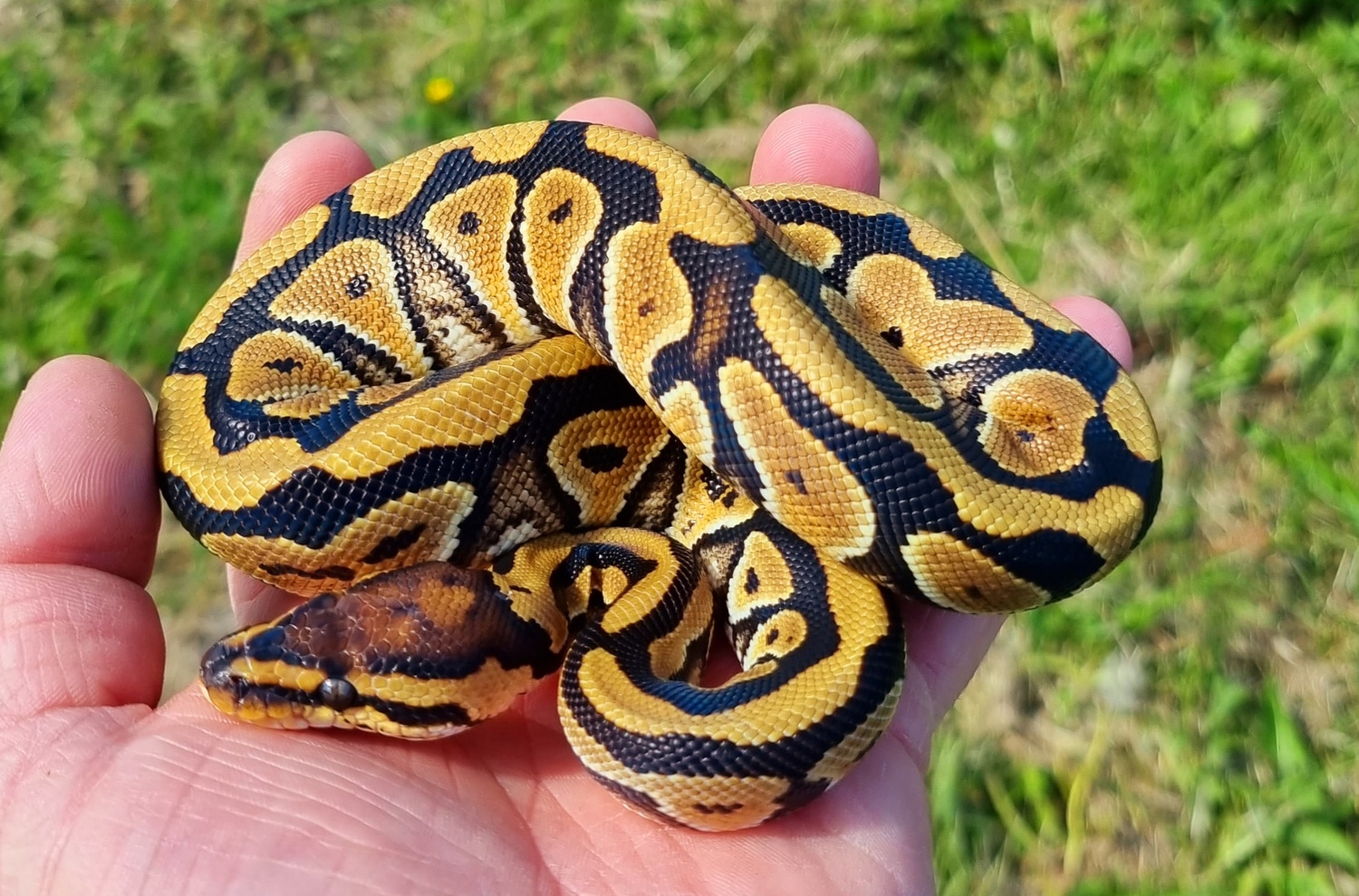 DirtySnakes's Collection - MorphMarket