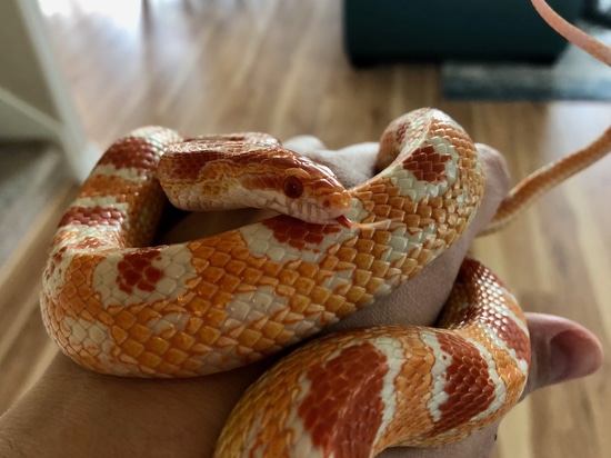 Reverse Okeetee “Perdita” Adult Female Corn Snake by DiscWorld Corn Snakes
