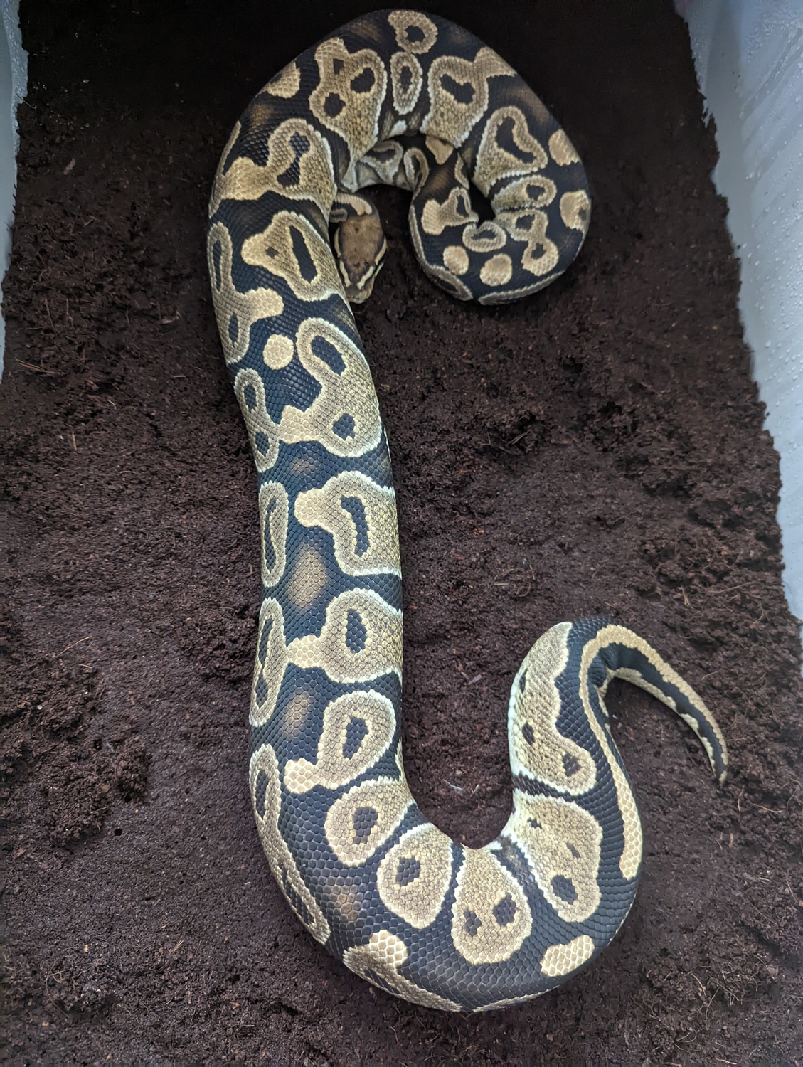 2019 Adult Female Het Monsoon Ball Python by Discord Exotics - MorphMarket