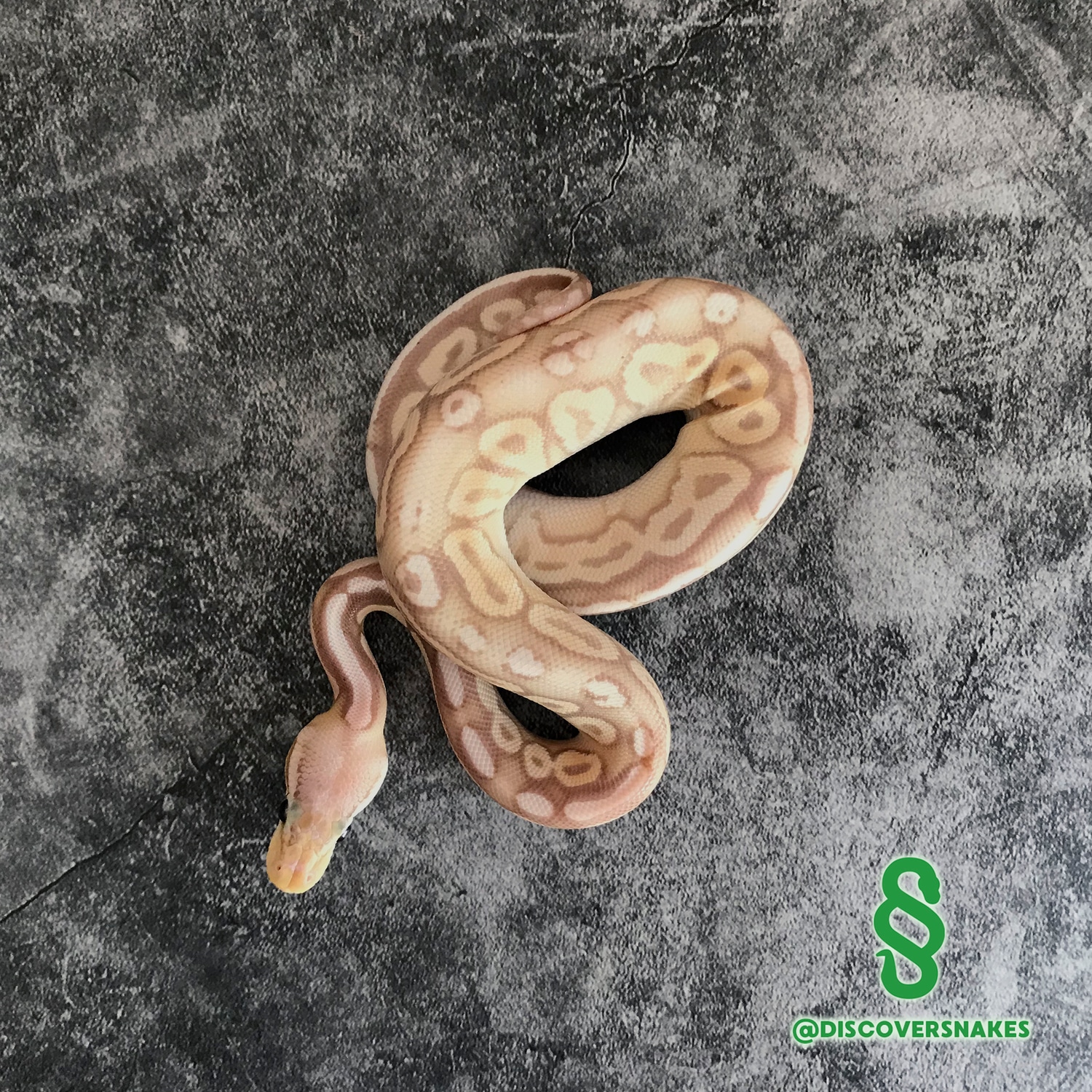 Banana Pewter Ball Python by Discover Snakes - MorphMarket