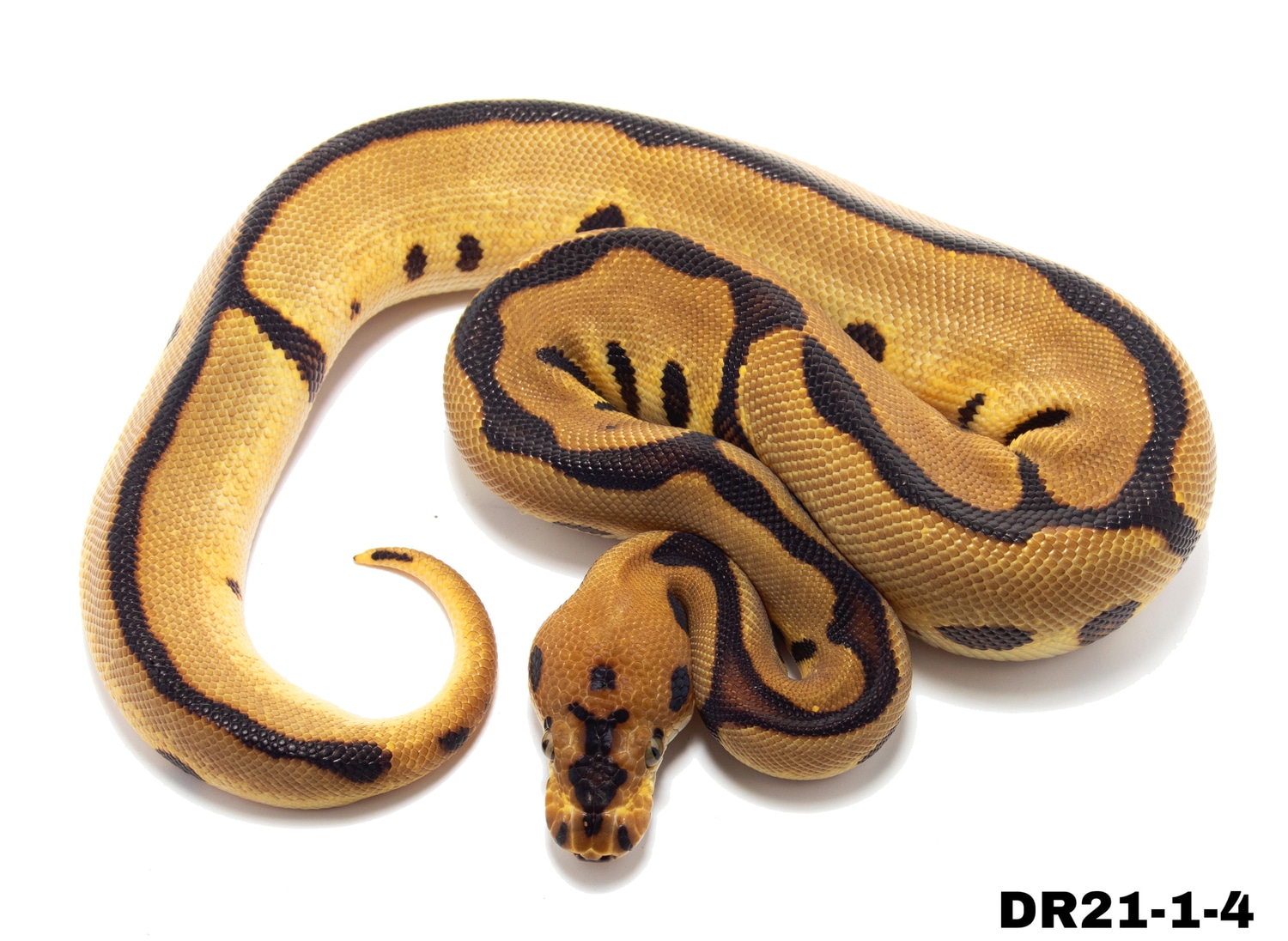Enchi Leopard Spotnose Clown Ball Python by Distinct Reptiles - MorphMarket