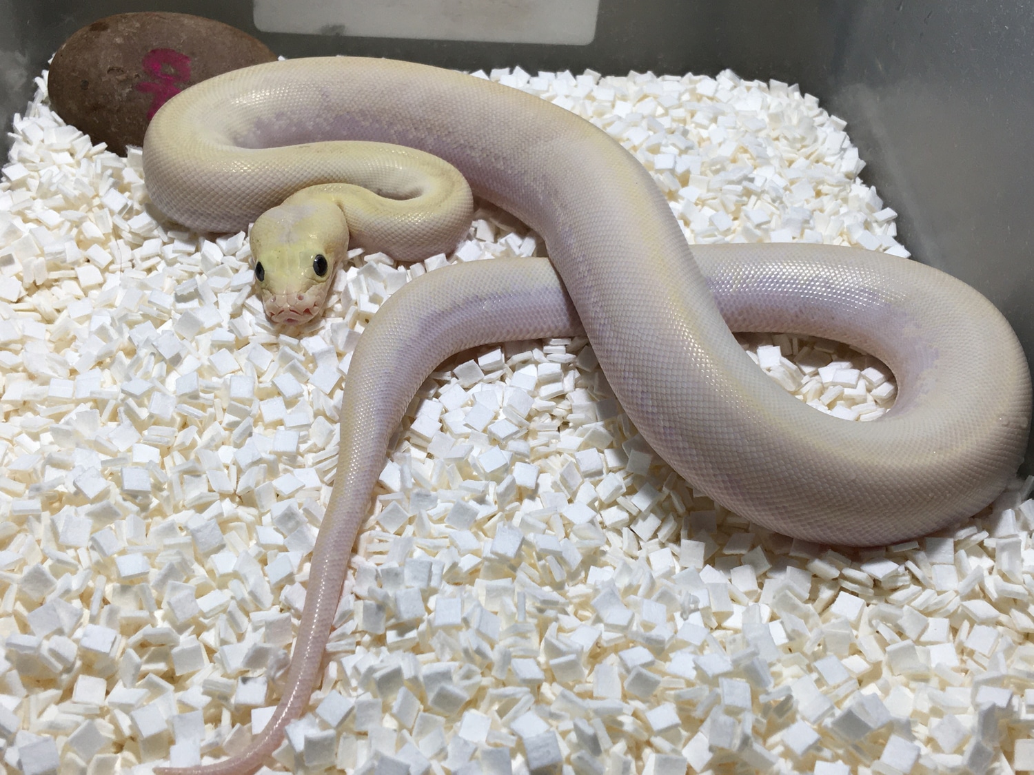 Ivory Granite Poss Het Albino/green Burmese Python by Disturbed ...