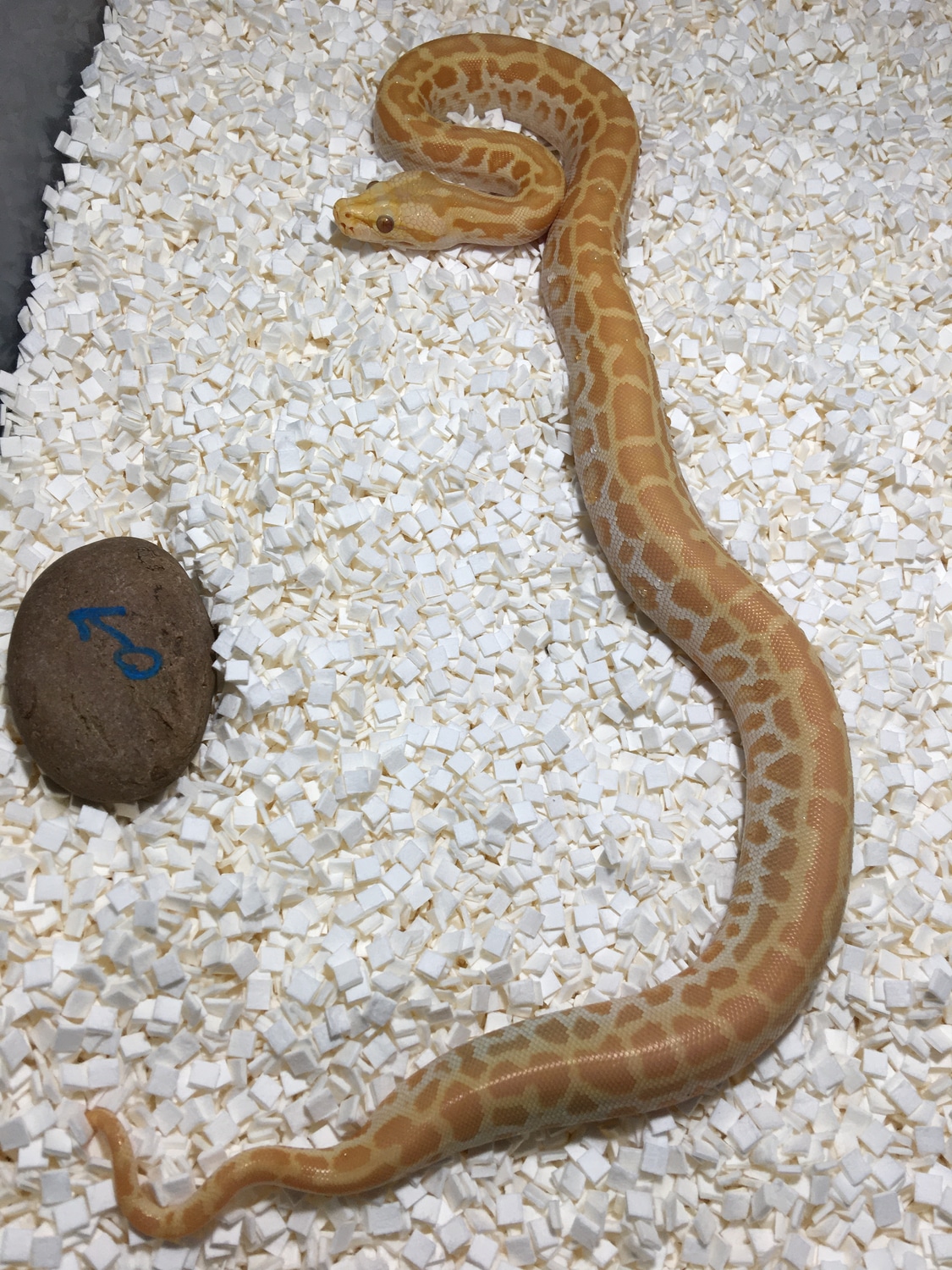 Pearl Het Granite Poss Het Green Burmese Python by Disturbed Reptiles ...