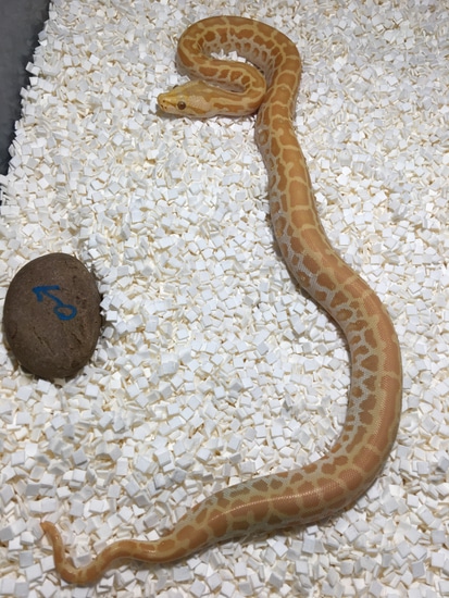 Pearl Het Granite Poss Het Green Burmese Python by Disturbed Reptiles
