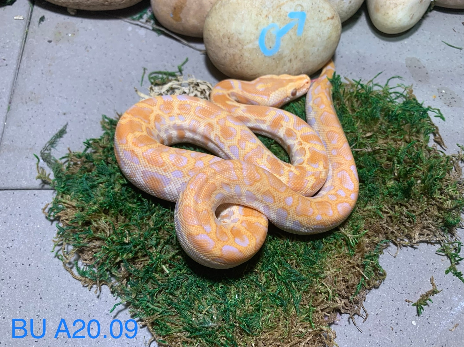 Exceptional! Albino Het Green, And Granite Burmese Python by Disturbed ...