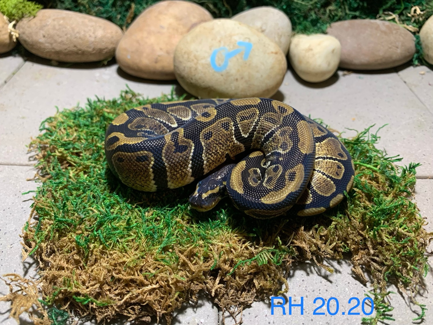 Normal Ball Python by Disturbed Reptiles - MorphMarket