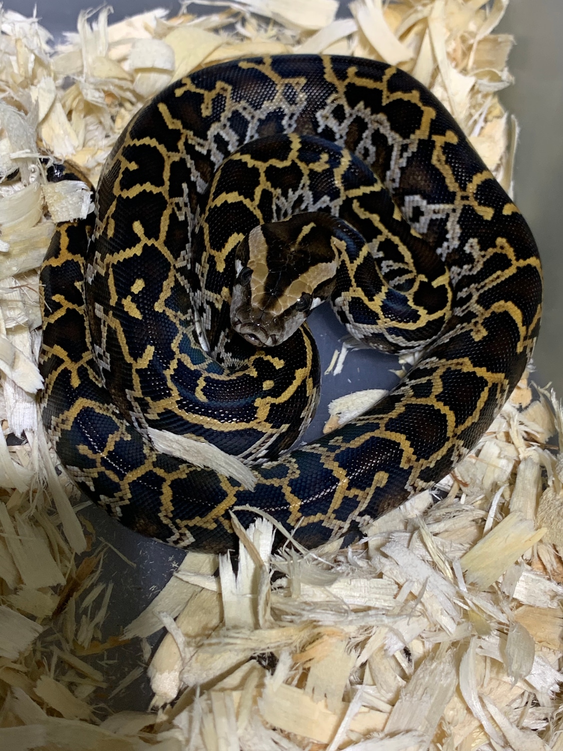 Het Pied Het Albino Het Granite Burmese Python by Disturbed Reptiles ...