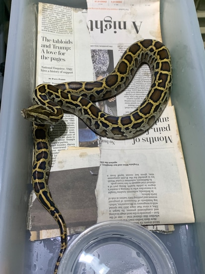 Normal Burmese Burmese Python by Disturbed Reptiles