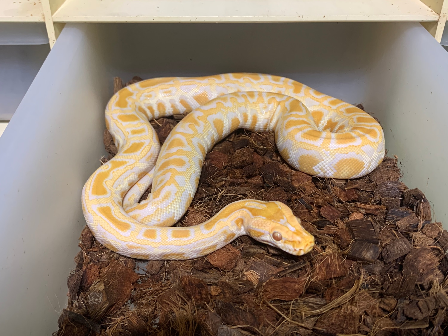 Albino Het Pied Poss Het Granite Male! Burmese Python by Disturbed ...