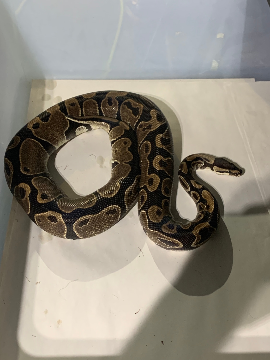 Het Vpi Axanthic Ball Python by Disturbed Reptiles - MorphMarket