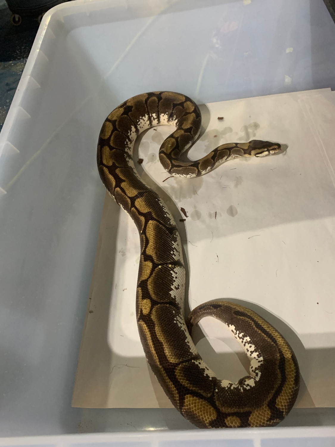 Spider Ball Python by Disturbed Reptiles - MorphMarket