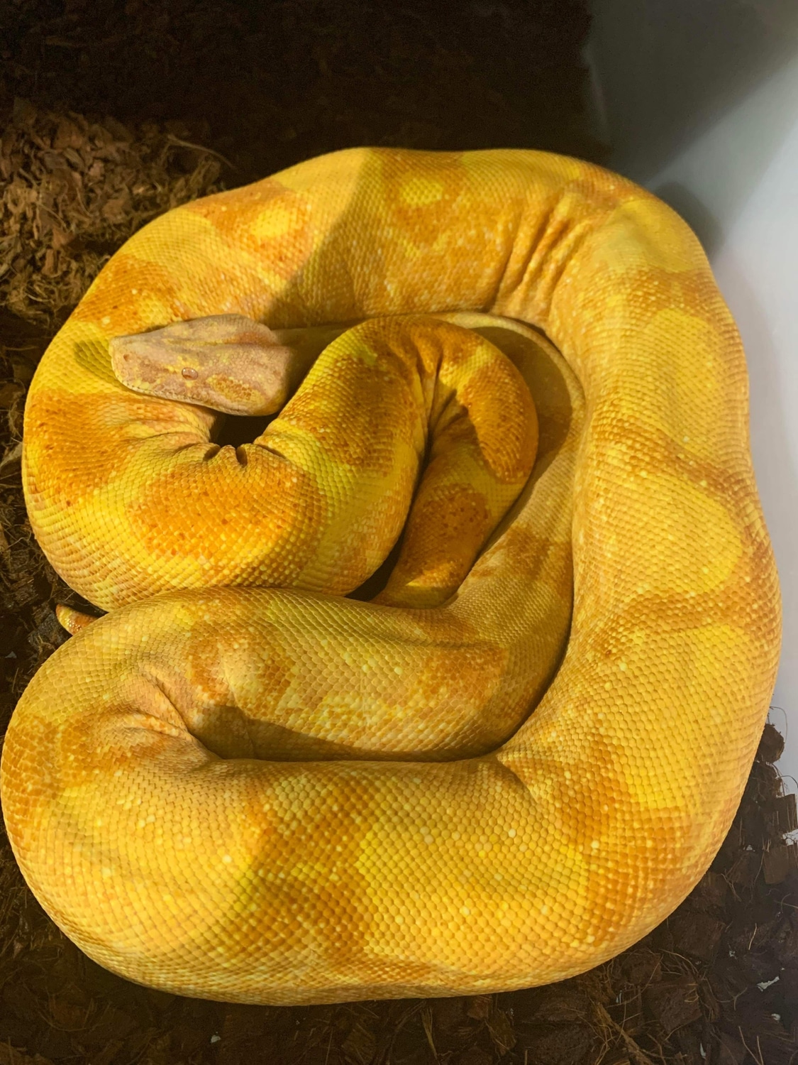 Purple Sharp Albino Boa Constrictor by Disturbed Reptiles - MorphMarket
