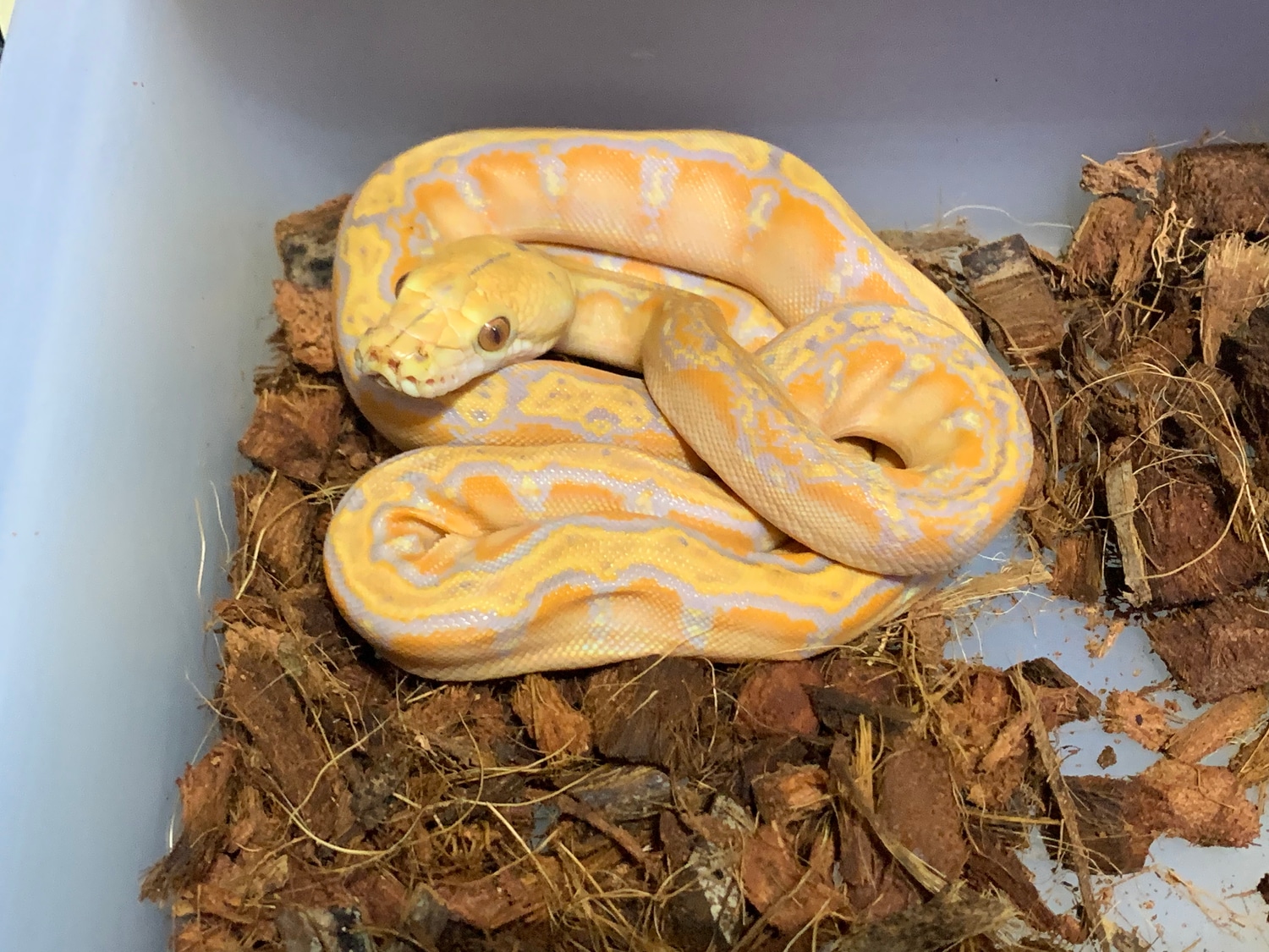 1.0 Lavender Phantom Reticulated Python by Disturbed Reptiles - MorphMarket