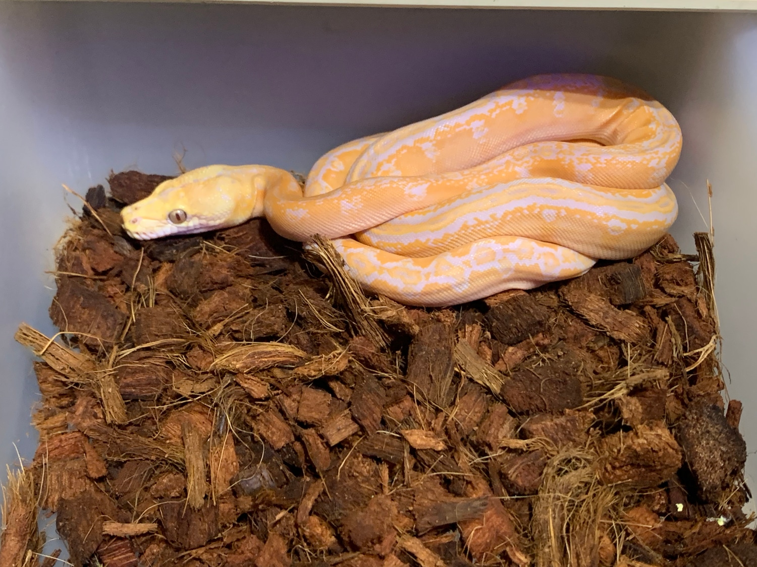 Lavender Phantom Reticulated Python by Disturbed Reptiles - MorphMarket