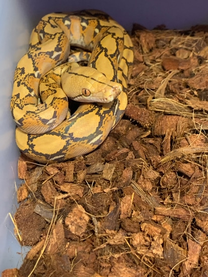 Mochino Reticulated Python by Disturbed Reptiles