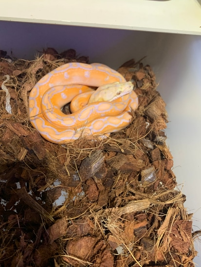 2022 1.0 Purple Motley Reticulated Python by Disturbed Reptiles