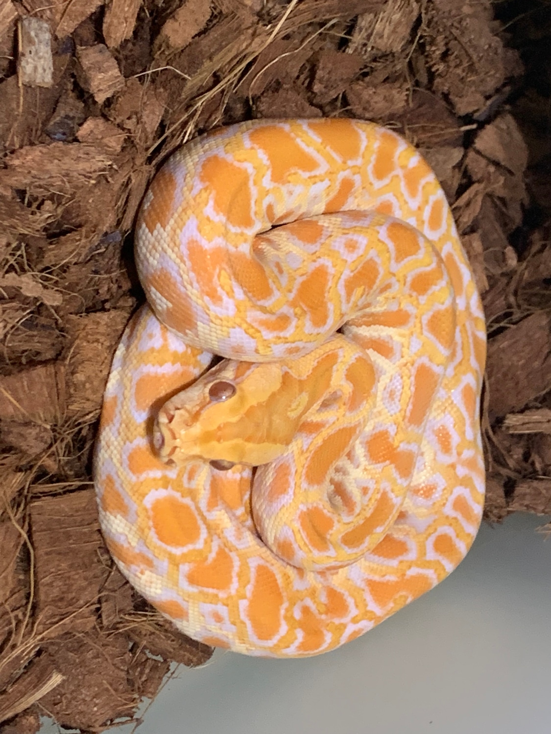 Albino Poss Het Green Granite Burmese Python by Disturbed Reptiles ...