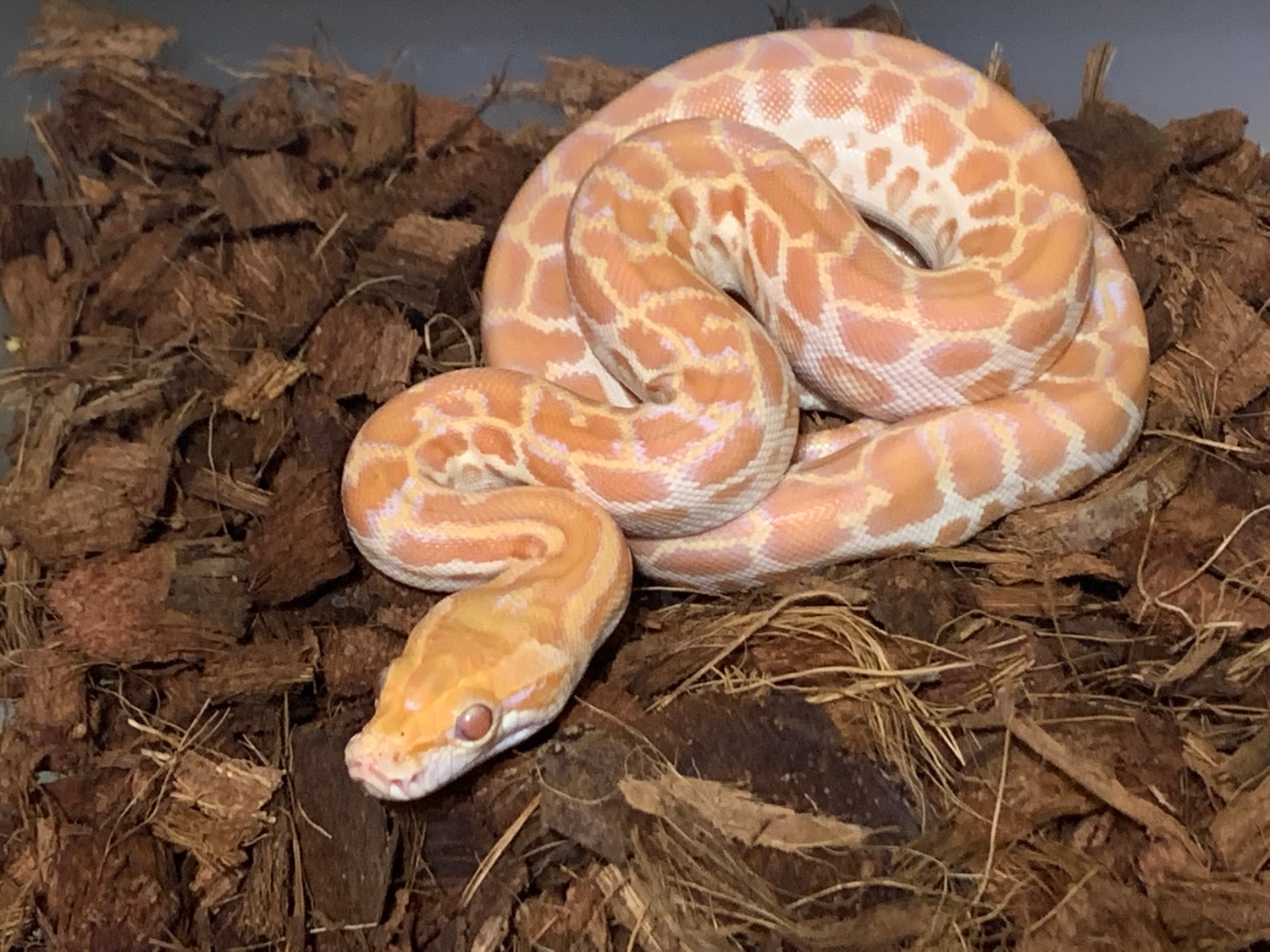Pearl Poss Het Green Burmese Python by Disturbed Reptiles - MorphMarket