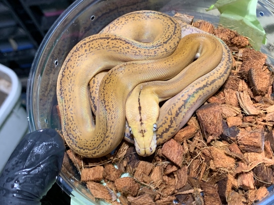 Mochino Goldenchild Tiger Reticulated Python by Disturbed Reptiles