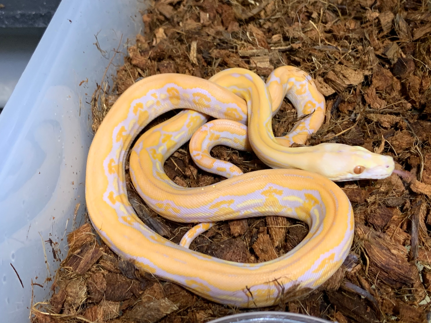 Lavender Tiger Reticulated Python by Disturbed Reptiles - MorphMarket